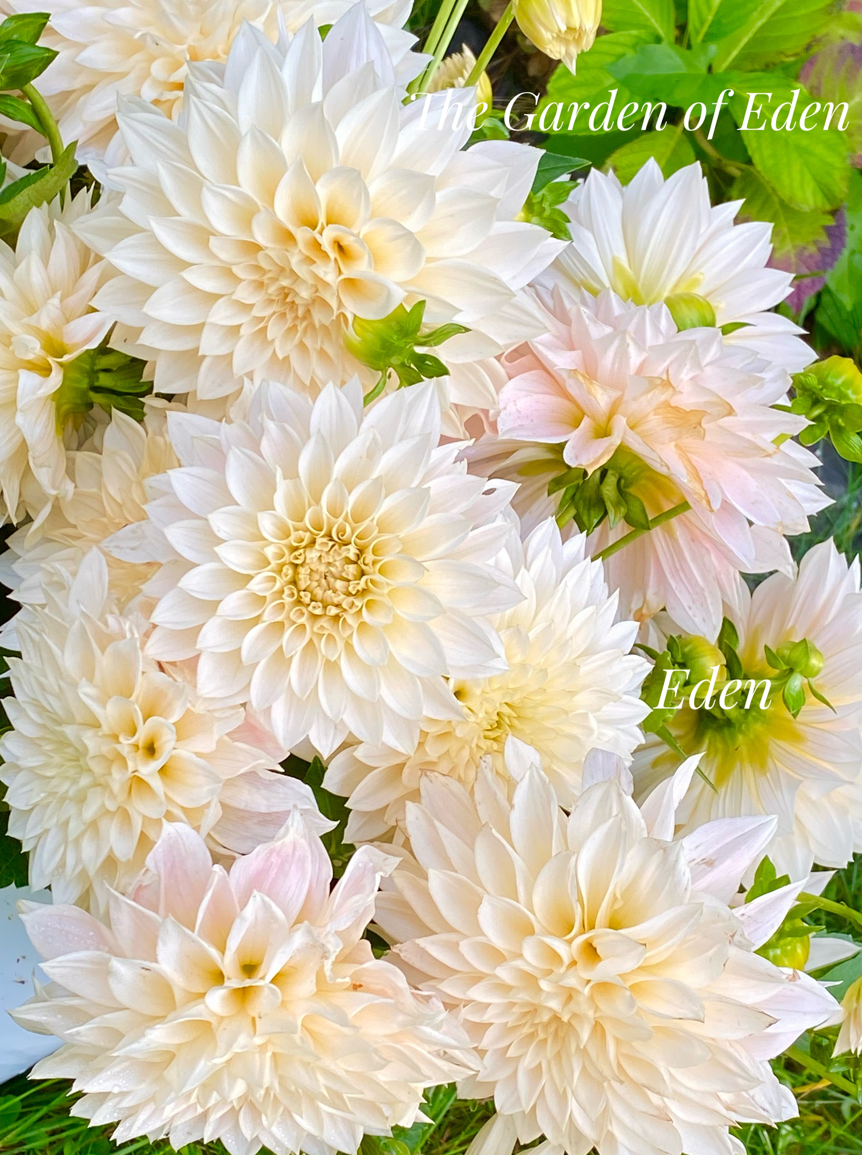 The Garden of Eden