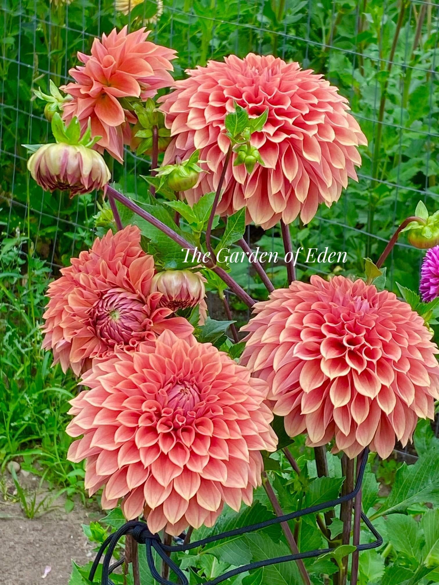 Hy Patti – The Garden of Eden